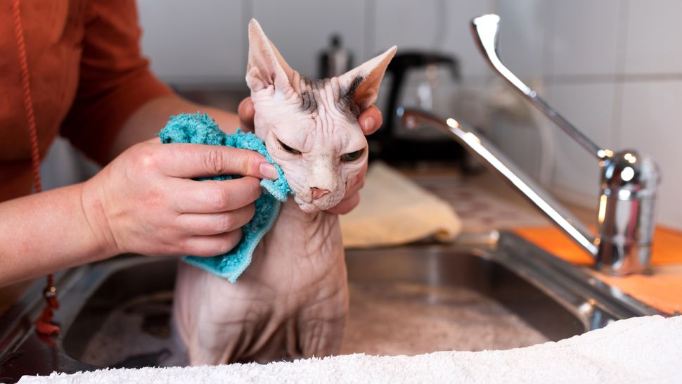 32 things you need to know about sphynx cats | PetsRadar