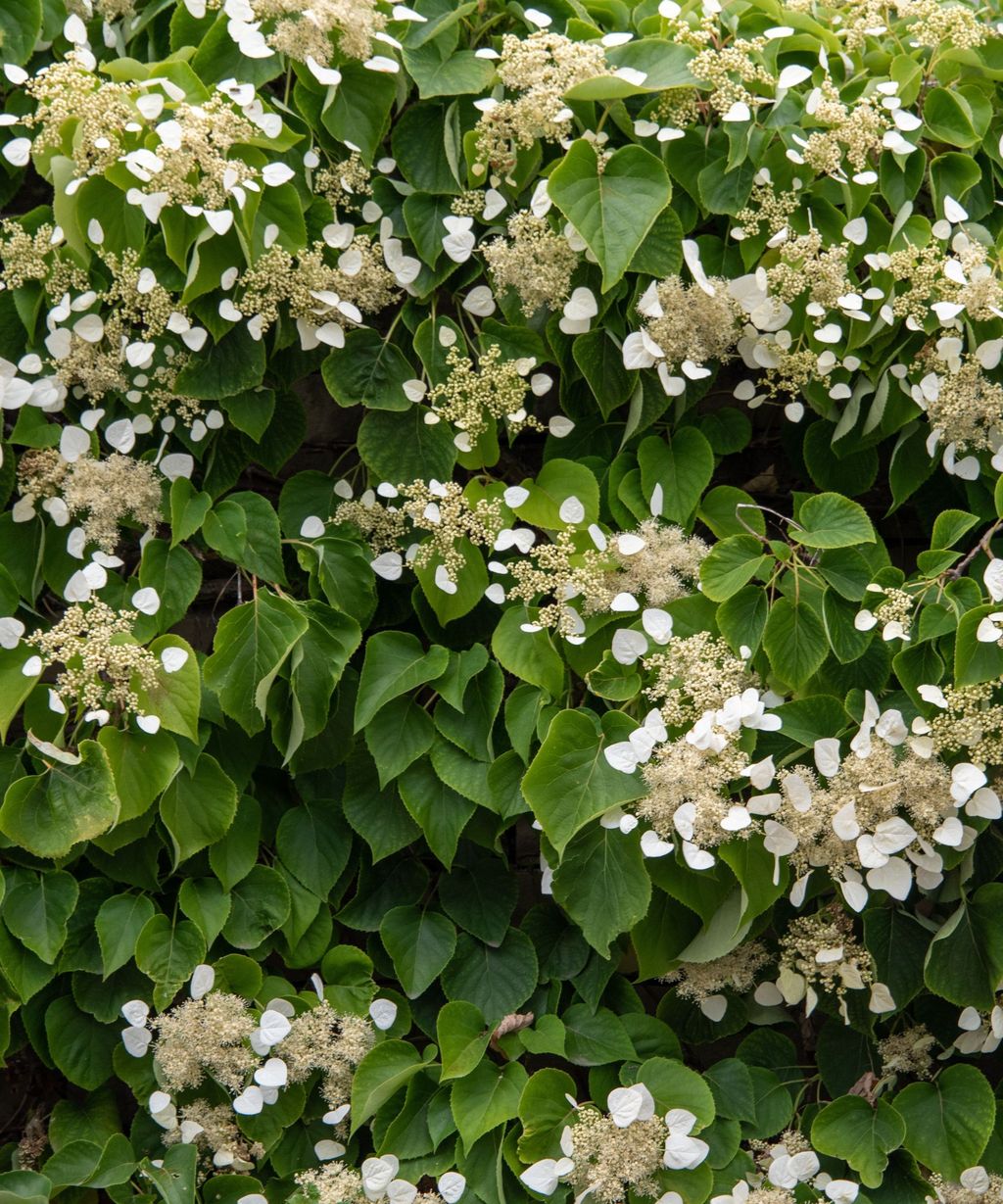 You need to see how Martha Stewart cleverly uses hydrangeas | Homes and ...