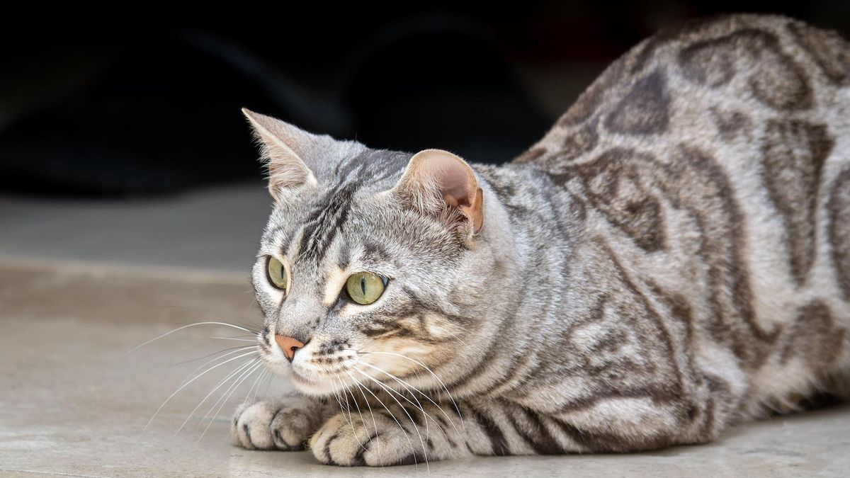 Cat breeds that act like dogs: 20 breeds with canine energy | PetsRadar