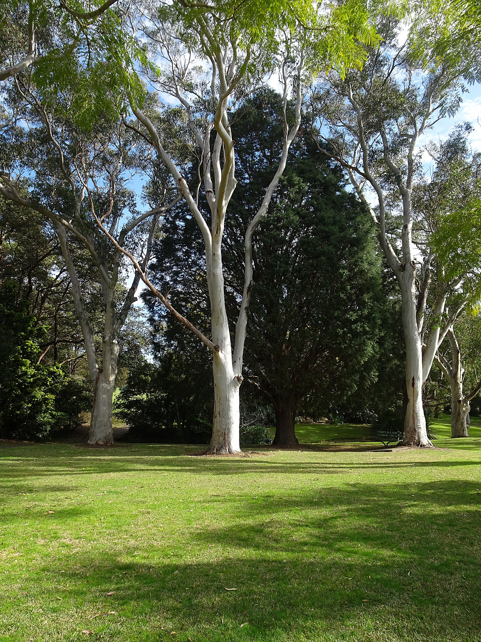 Trees with white bark: 10 varieties to bring contrast | Homes and Gardens