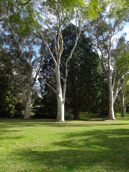 Trees with white bark: 10 varieties to bring contrast | Homes and Gardens