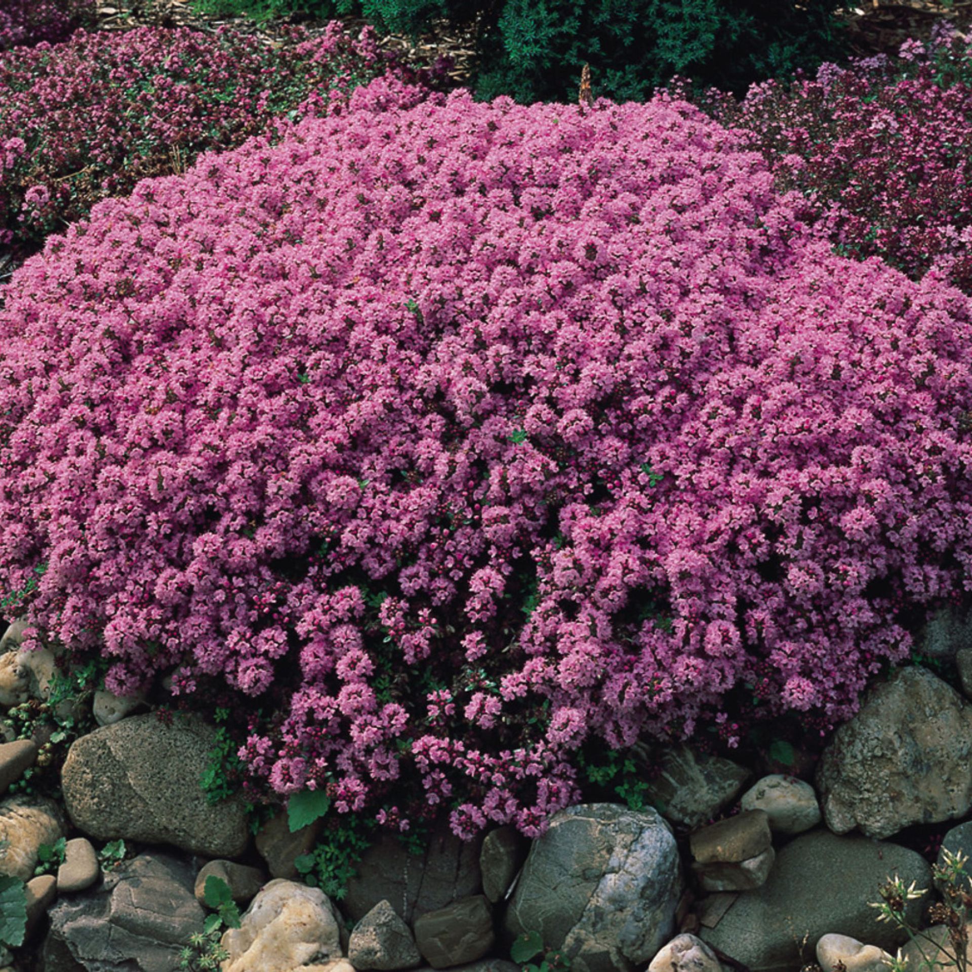 How to grow a creeping thyme lawn in five simple steps | Ideal Home