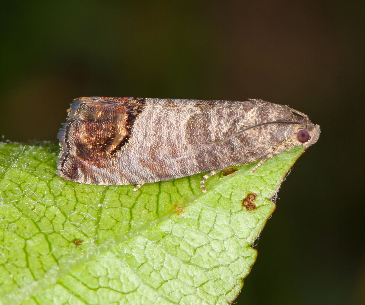 What are codling moths and what damage do they cause? | Homes and Gardens