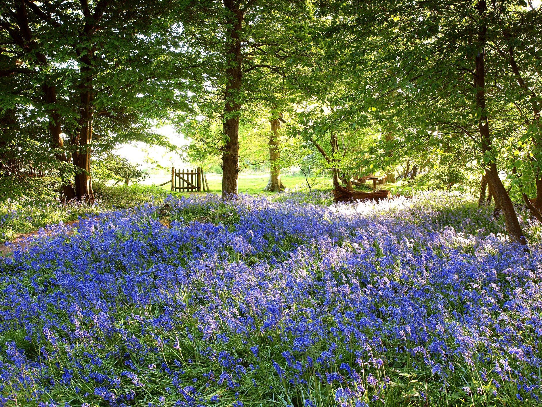How to enjoy bluebells from home — and how to plant them to enjoy your ...
