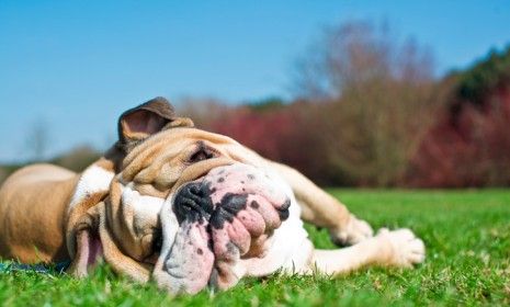 The worrying rise in 'stoner dogs': A brief guide | The Week