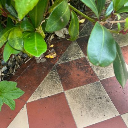 I gave Wet & Forget Mould, Lichen and Algae remover a five star review ...
