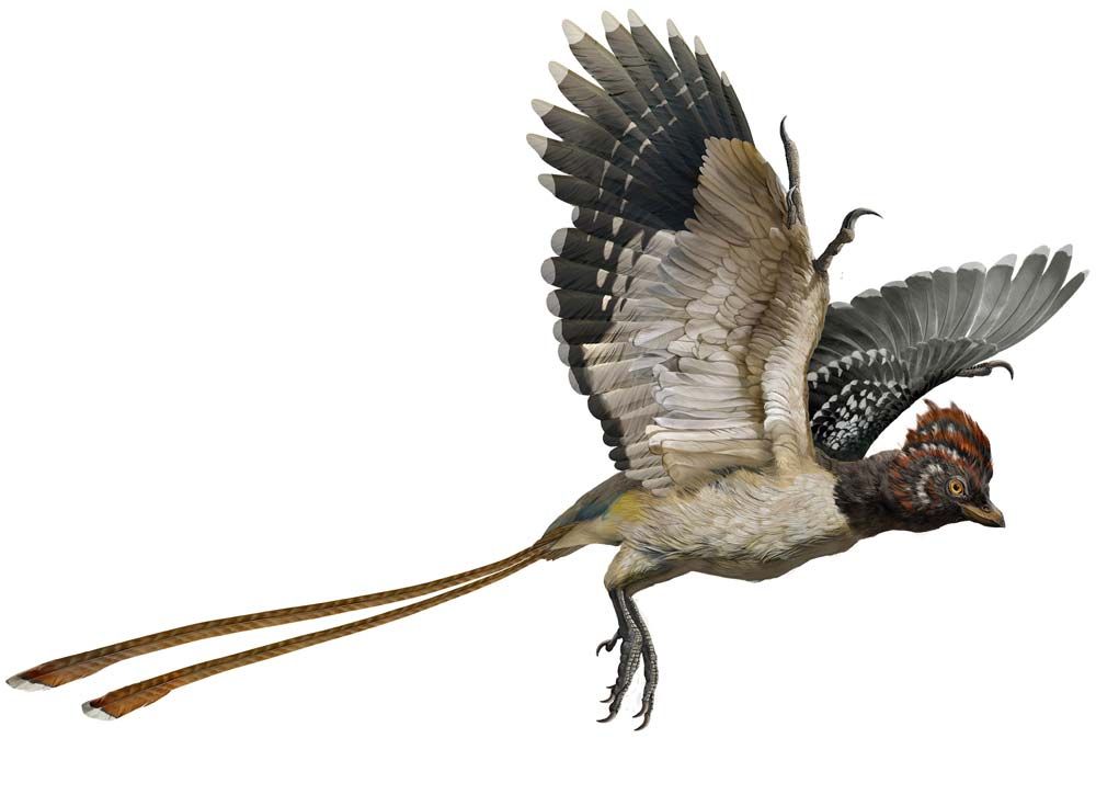Photos: Birds Evolved from Dinosaurs, Museum Exhibit Shows: Page 4 ...