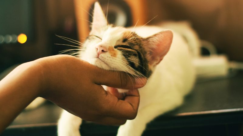 Cat body language: 31 behavioral traits explained | PetsRadar