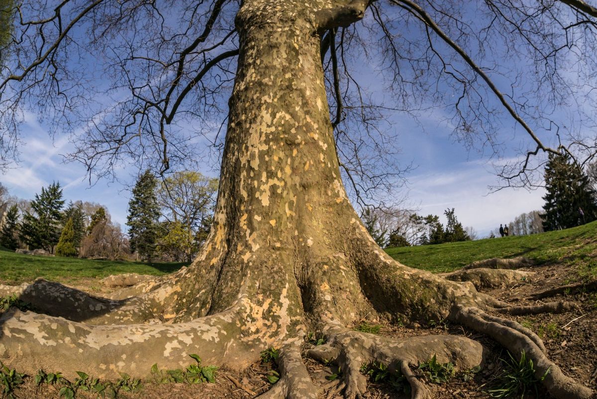 Plane Tree Root Problems: Dealing With London Plane Tree Root Issues ...