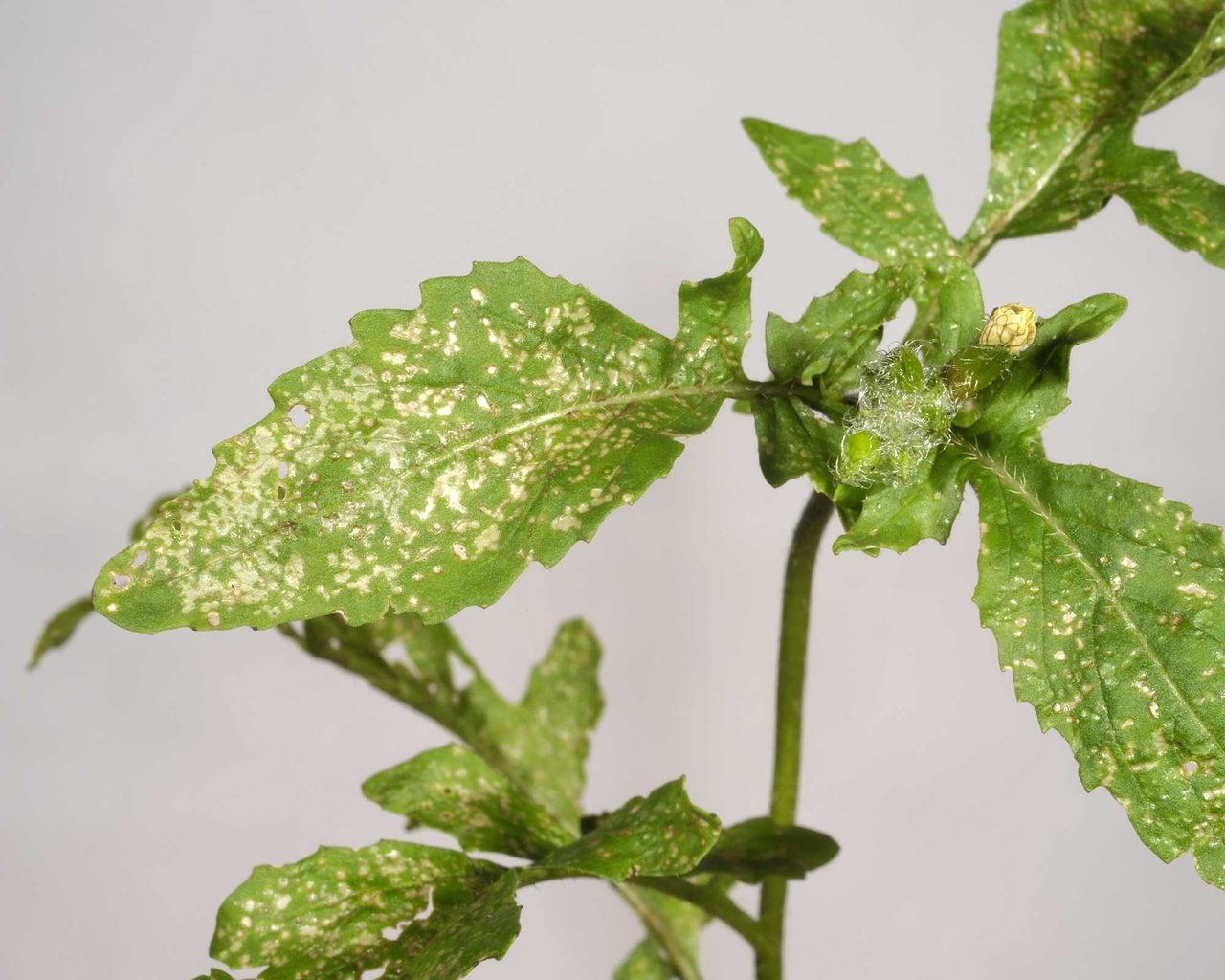 How to get rid of thrips: tips to prevent these pests | Gardeningetc