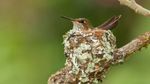Hummingbird perches – how to offer them in your backyard | Homes and ...