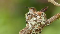 Hummingbird perches – how to offer them in your backyard | Homes and ...