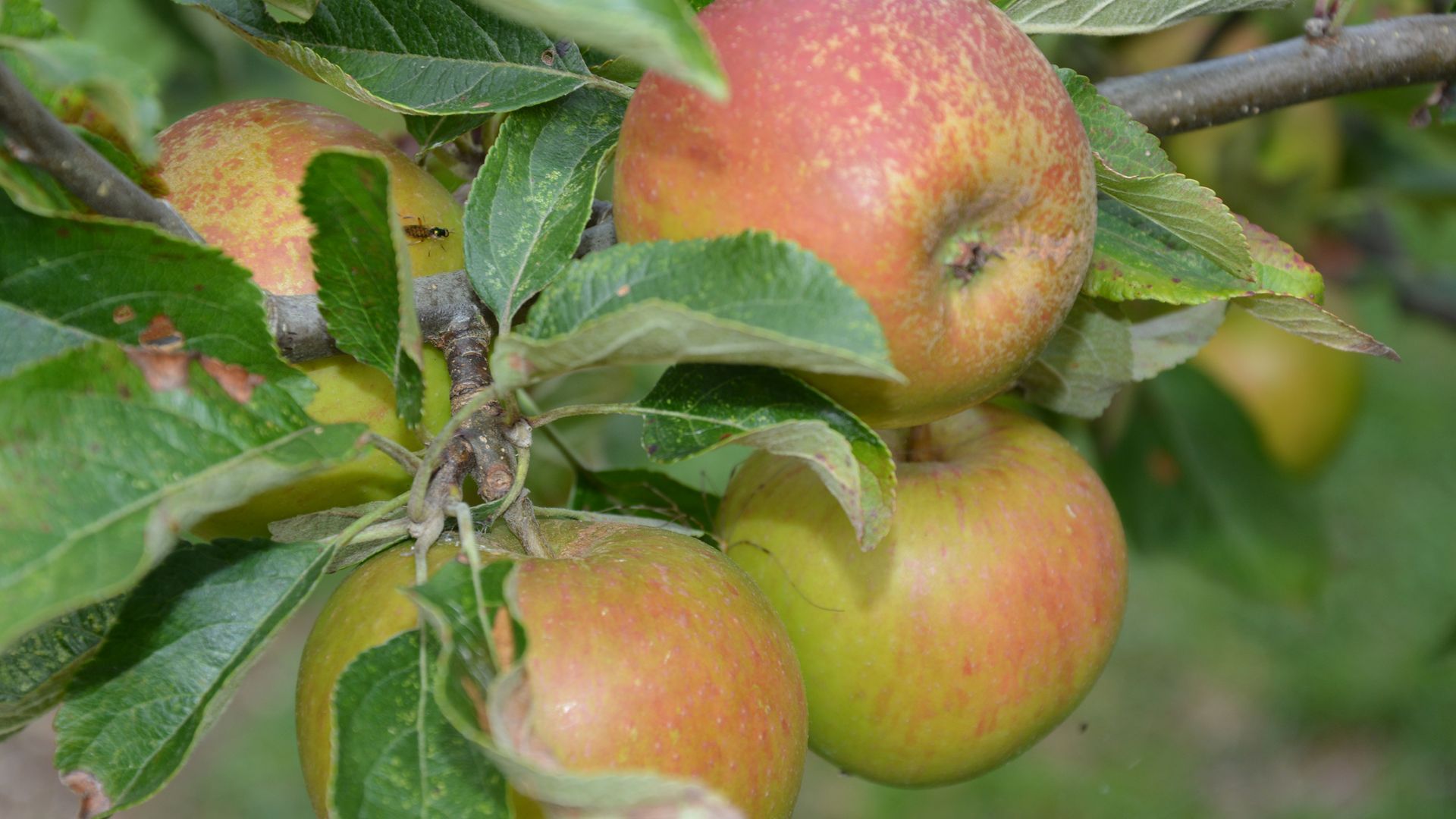 Harvesting apples: how to pick apples correctly | Gardeningetc