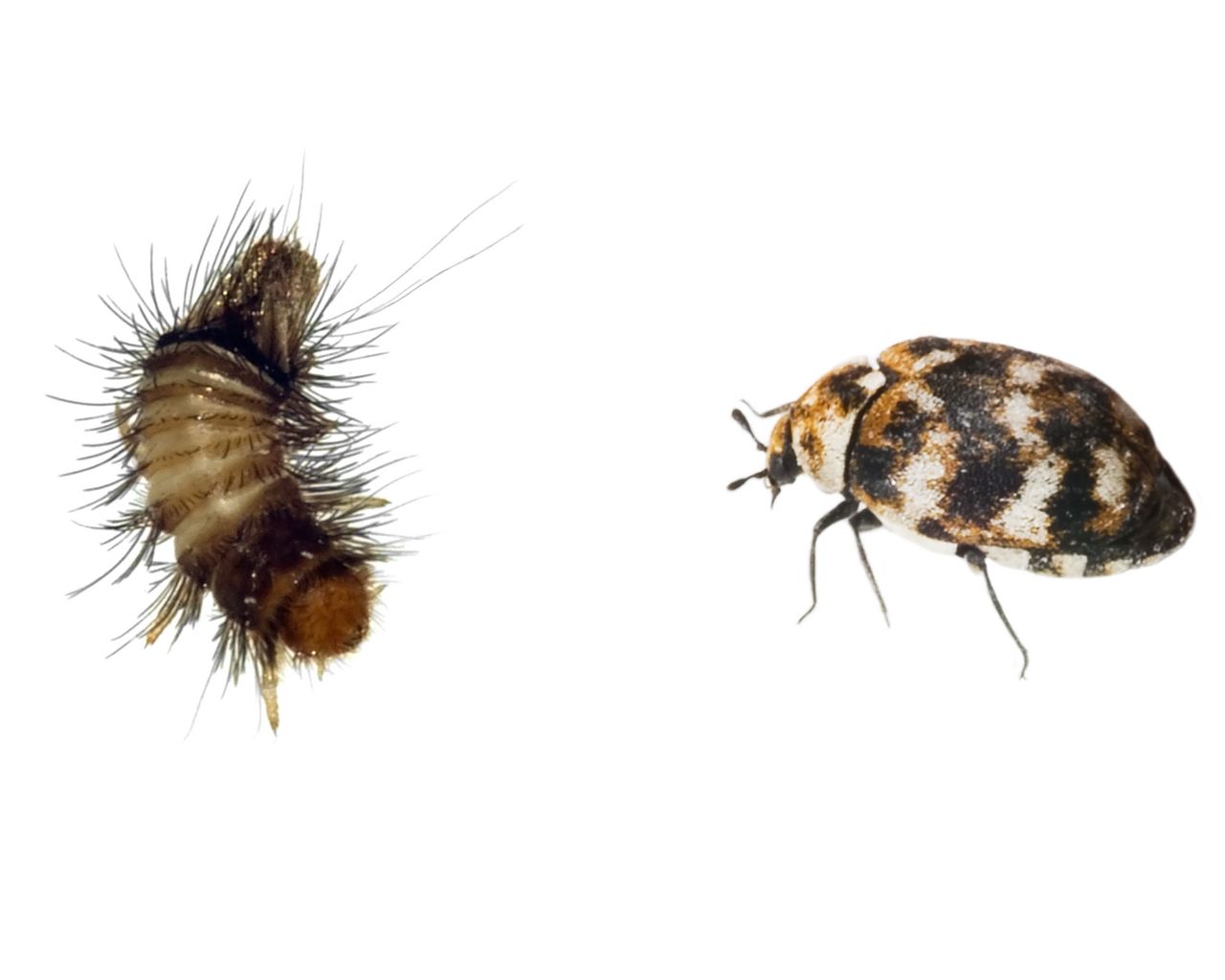 How to get rid of carpet beetles – expert tips and guidance | Ideal Home
