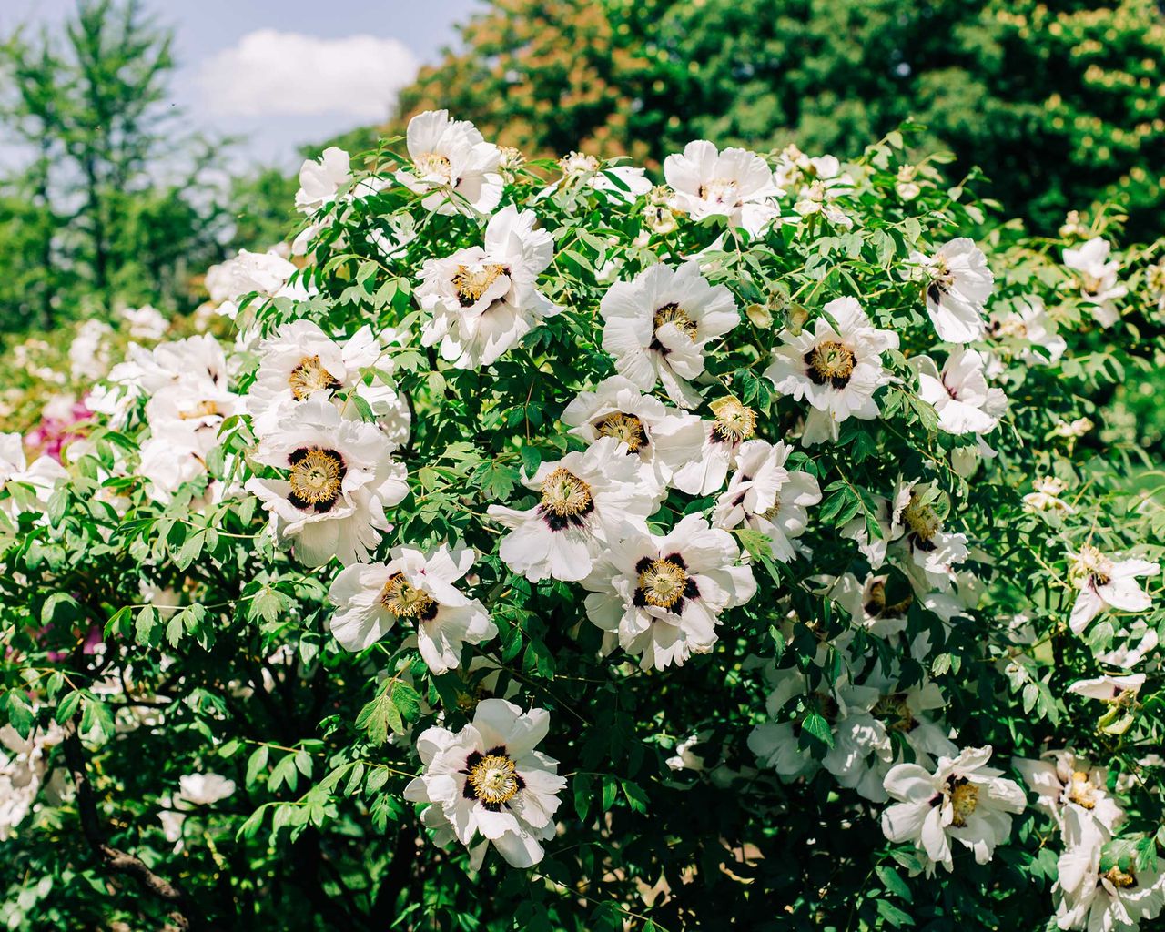 Pruning tree peonies: simple tips for these gorgeous blooms | Gardeningetc
