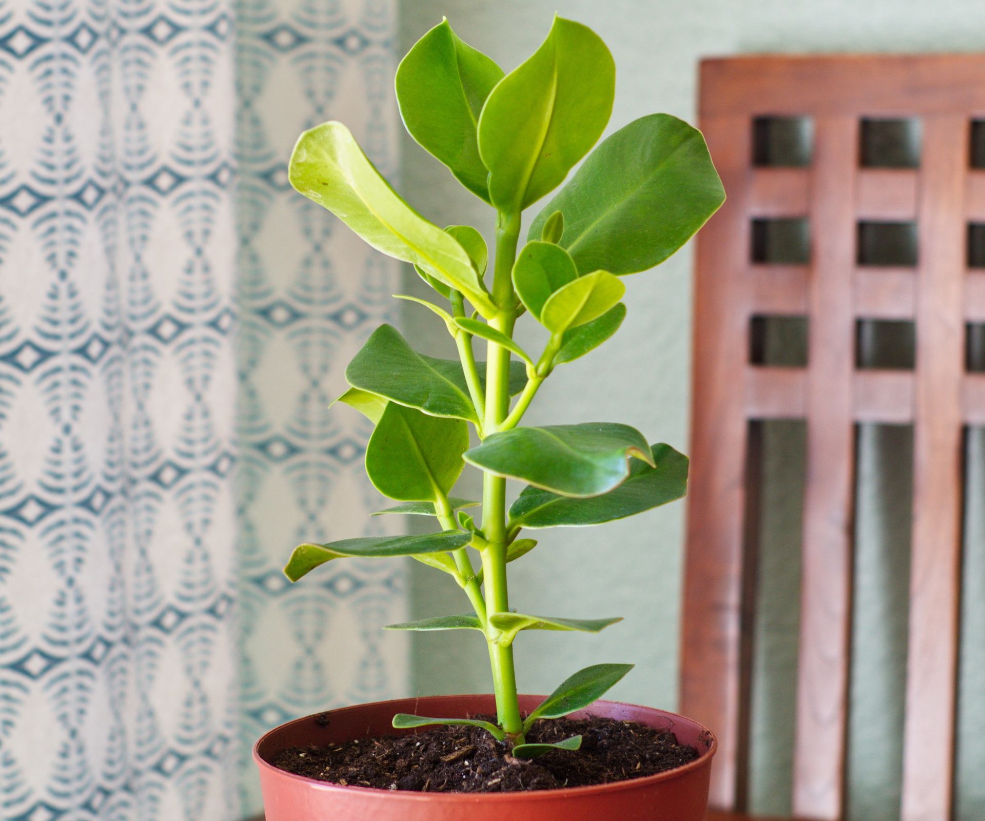 Clusia care guide: 5 expert tips for this tropical tree | Homes and Gardens