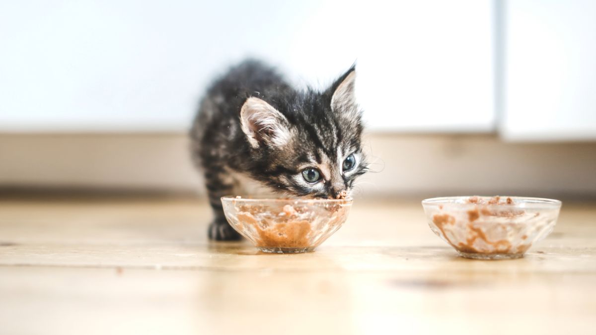 When can a kitten eat wet food? | PetsRadar