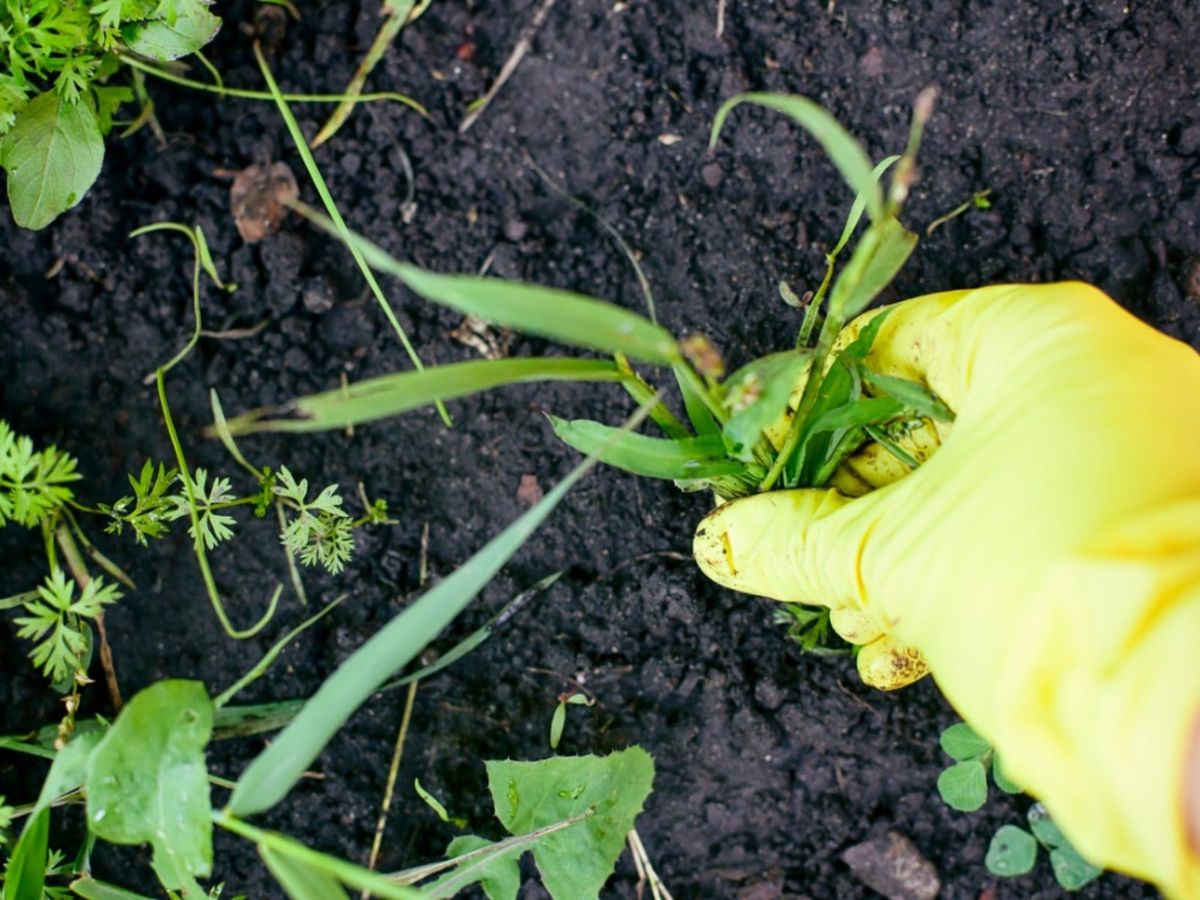 Ecology Of Soil Seed Banks And How Weeds Survive In The Soil ...