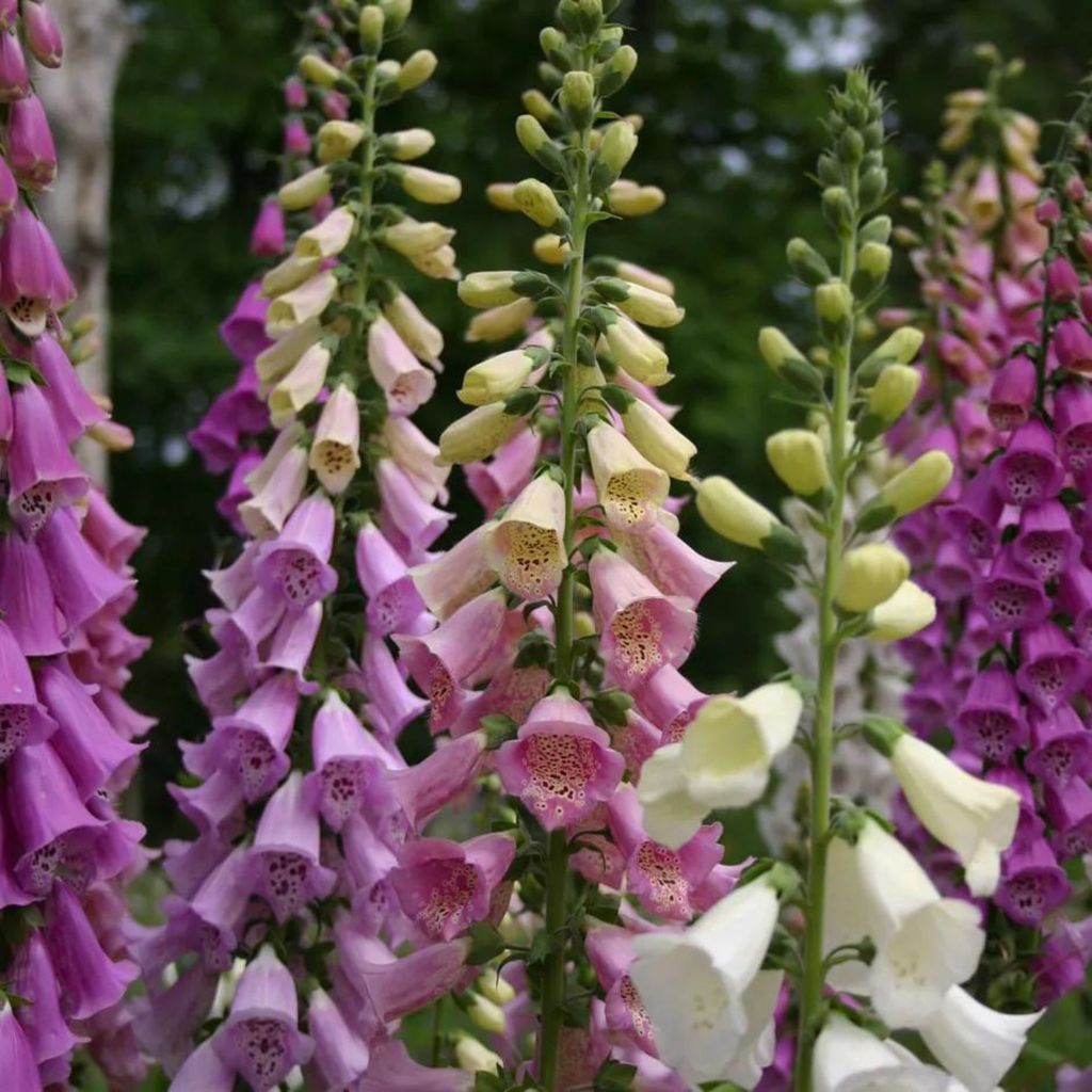 How to grow foxgloves from seed or from plug plants | Ideal Home