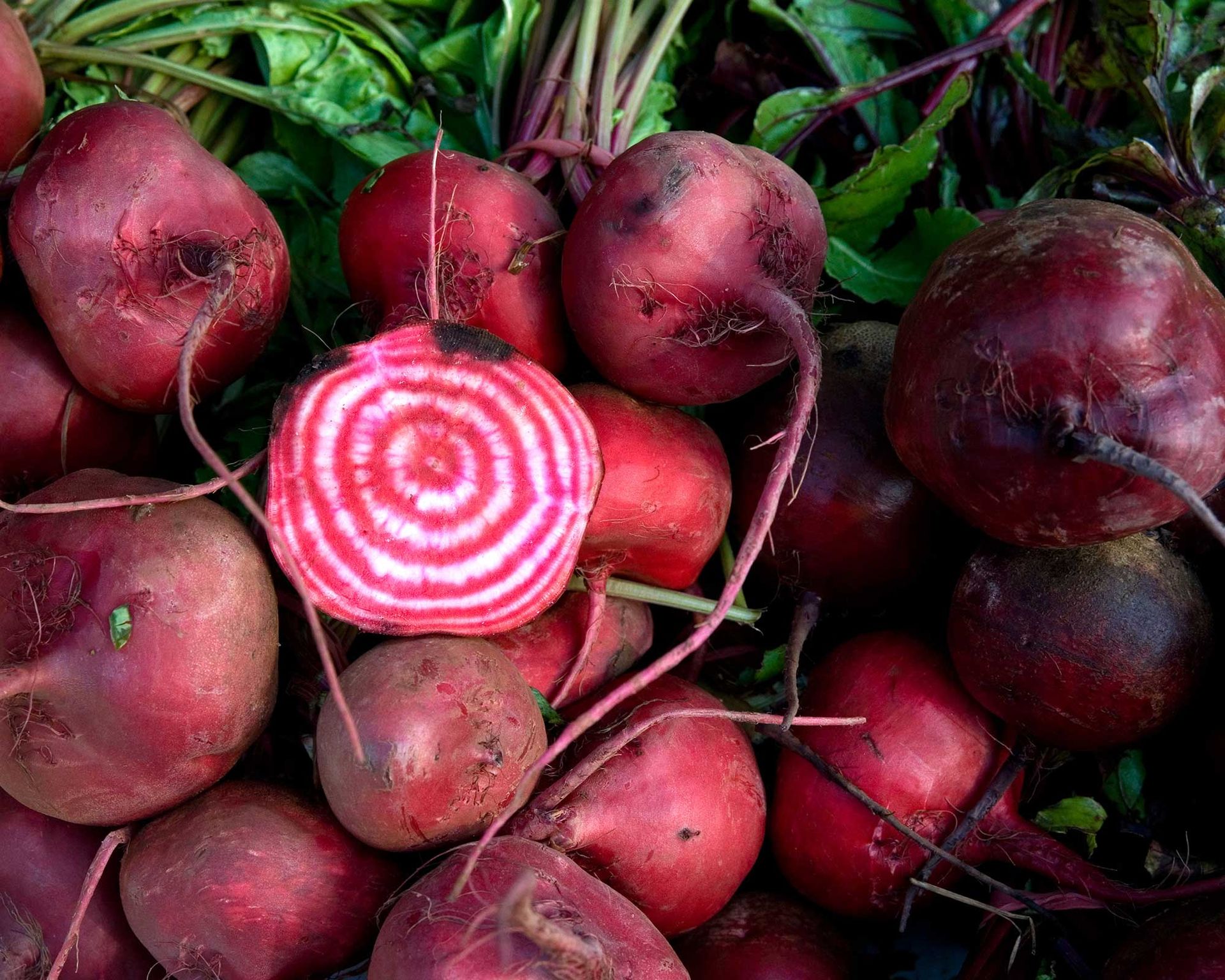How to grow beetroot: practical tips for growing this tasty root ...
