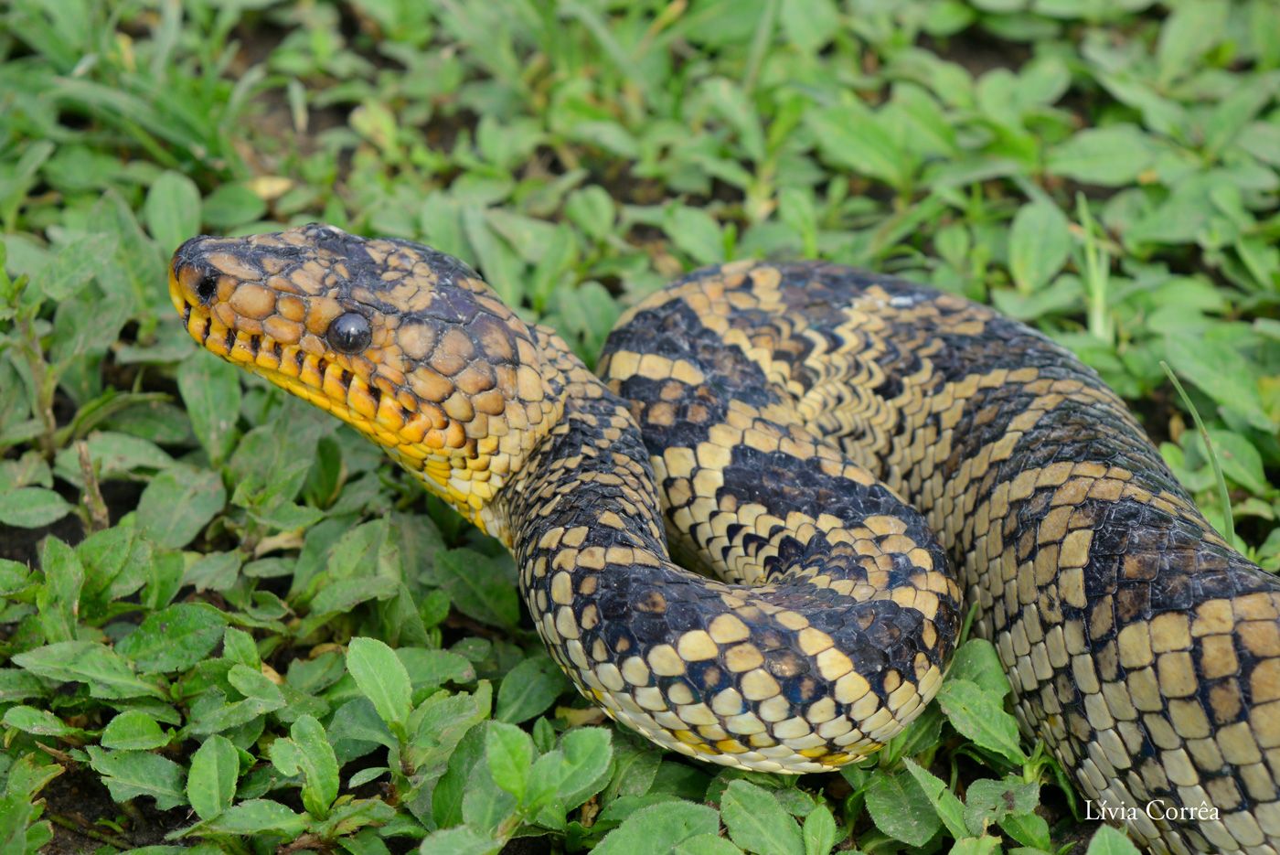 World's Rarest Boa Snake Seen for 1st Time in 64 Years | Live Science