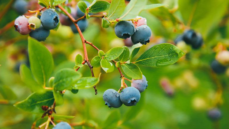 How to get a blueberry bush to fruit: 3 expert tips | Homes and Gardens