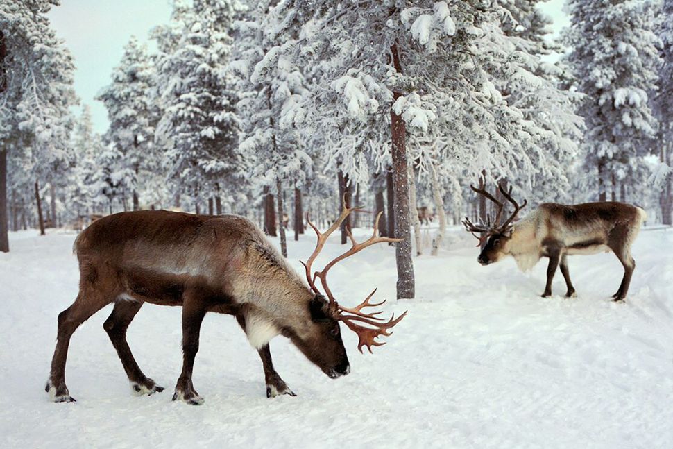 12 Tips for Taking Stunning Photos of Wildlife | Tom's Guide