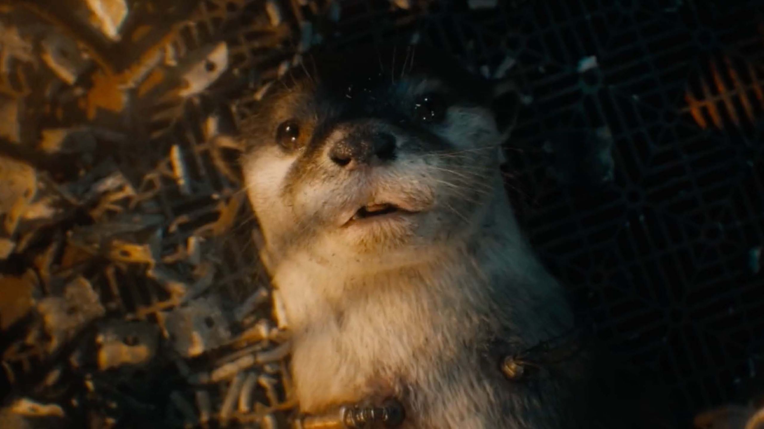 The adorable otter from the Guardians of the Galaxy Vol. 3 trailer is ...