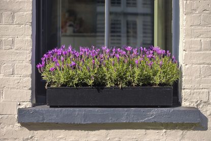7 Drought Tolerant Plants for Window Boxes That Will Bring Color ...
