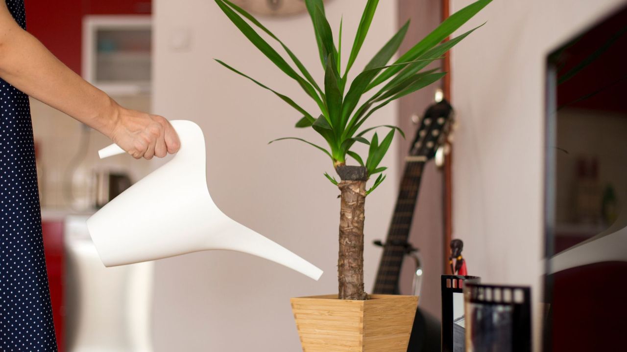 How to care for a yucca plant: an expert guide | Woman & Home