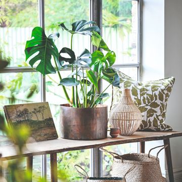 Where should I place a monstera plant in my home? | Ideal Home