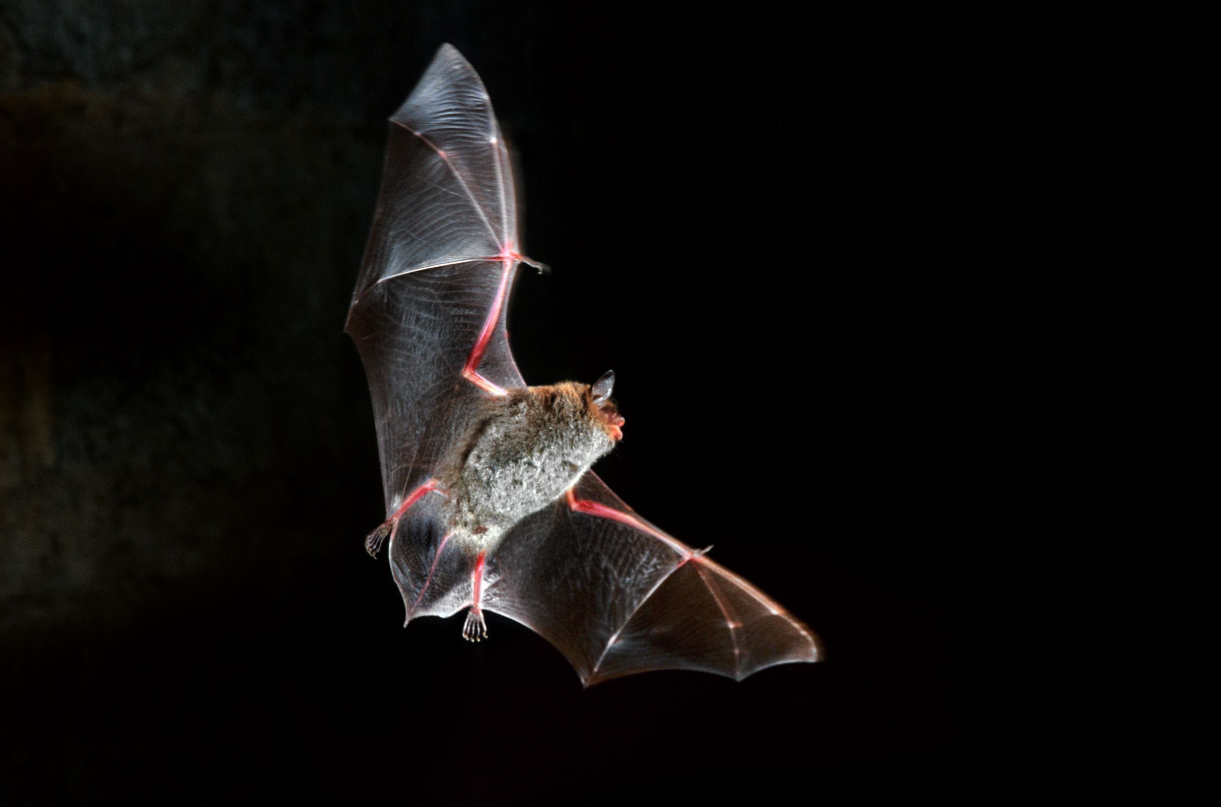 These viruses are the most likely to trigger the next pandemic ...