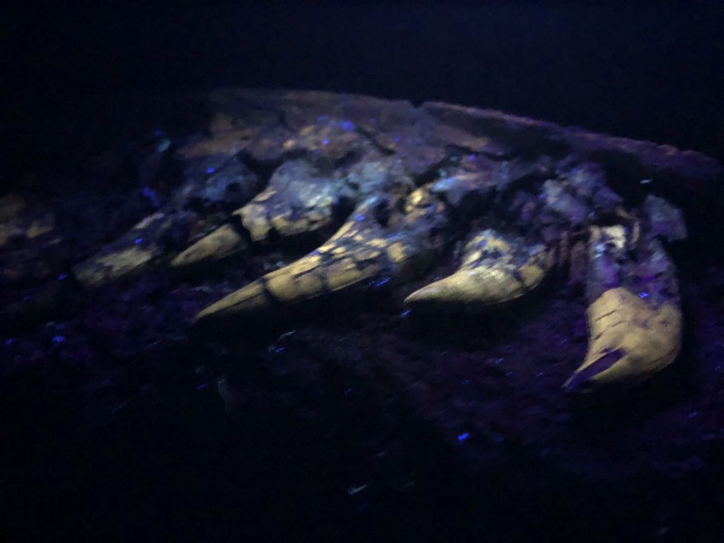 This Elementary-School-Age T. Rex Is a '1 in 100 Million' Discovery ...