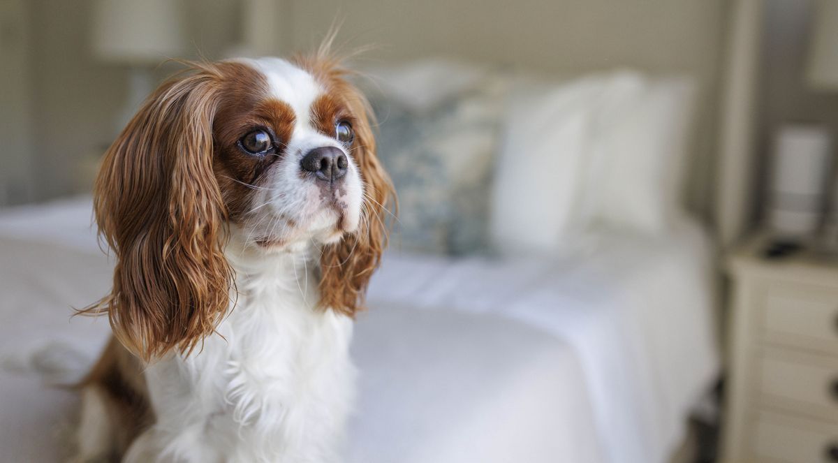 High-maintenance dog breeds: Is your dog a diva? | PetsRadar