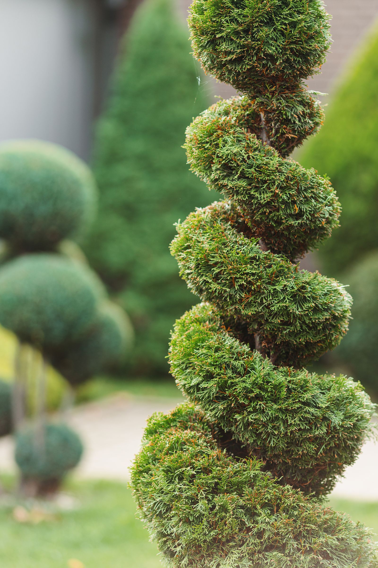 Evergreen trees for gardens: 10 of the best choices | Homes and Gardens