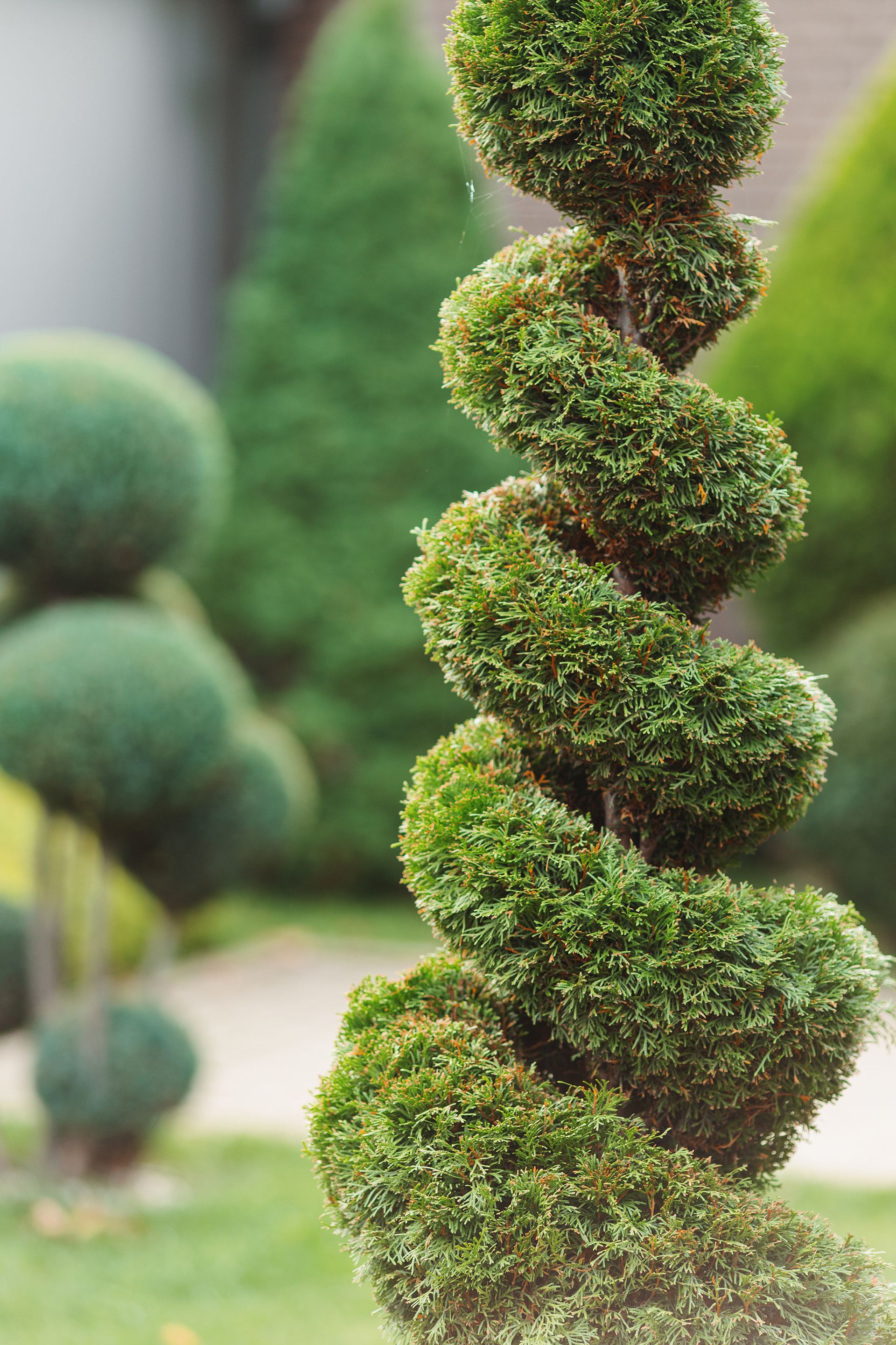 Evergreen trees for gardens: 10 of the best choices | Homes and Gardens