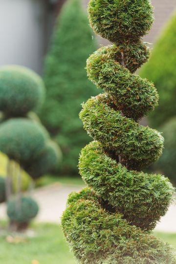 Evergreen trees for gardens: 10 of the best choices | Homes and Gardens