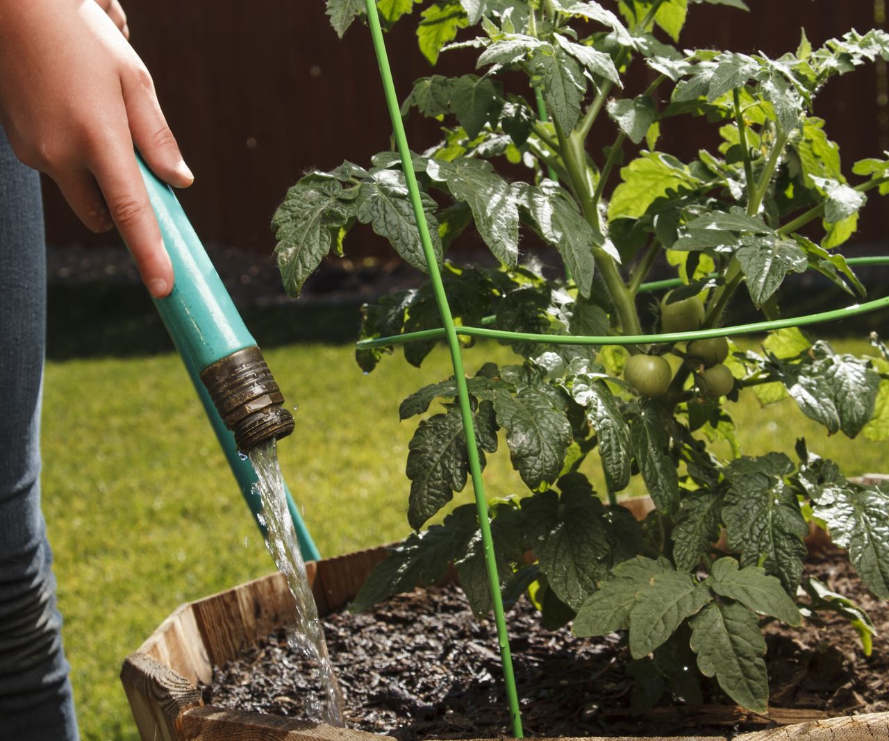 Tomato growing mistakes: 8 common errors to avoid | Homes and Gardens