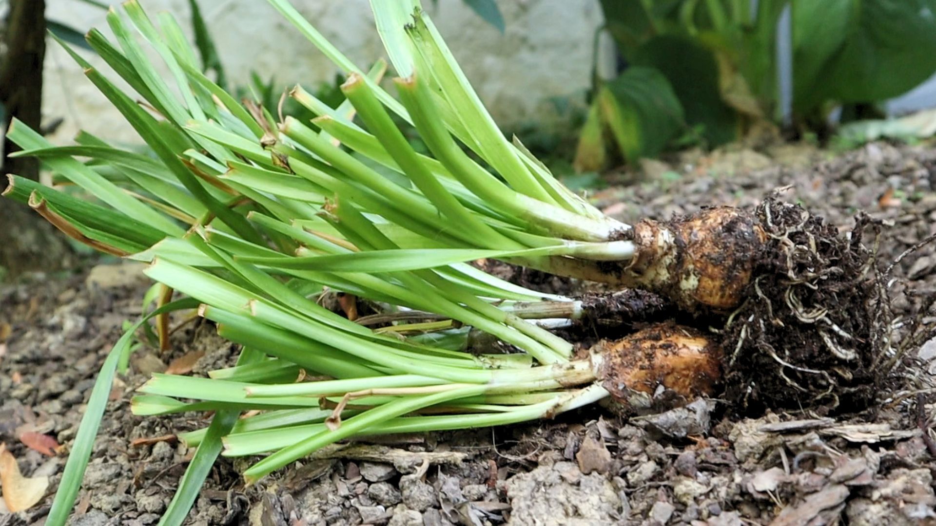How To Cut Back Bulbs After Flowering | Gardening Know How