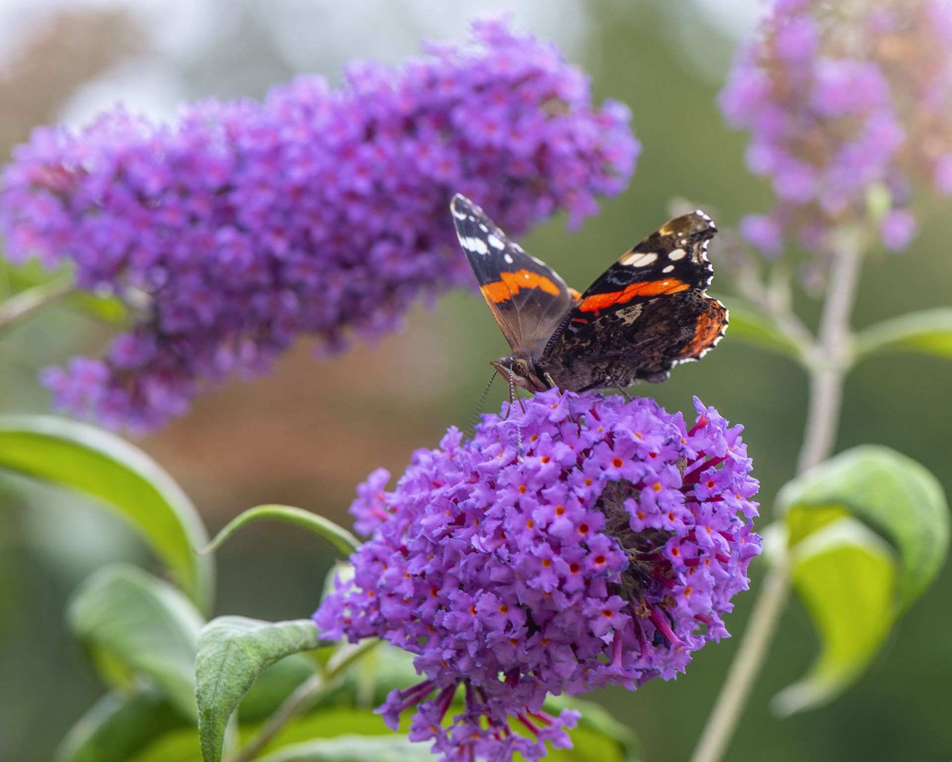 8 Flowering Shrubs You Must Prune Before Winter Ends | Gardening Know How