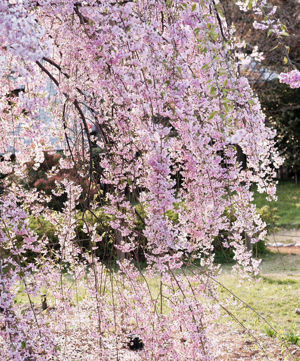 7 Low-Maintenance Plants For Front Yards – Boost Curb Appeal ...