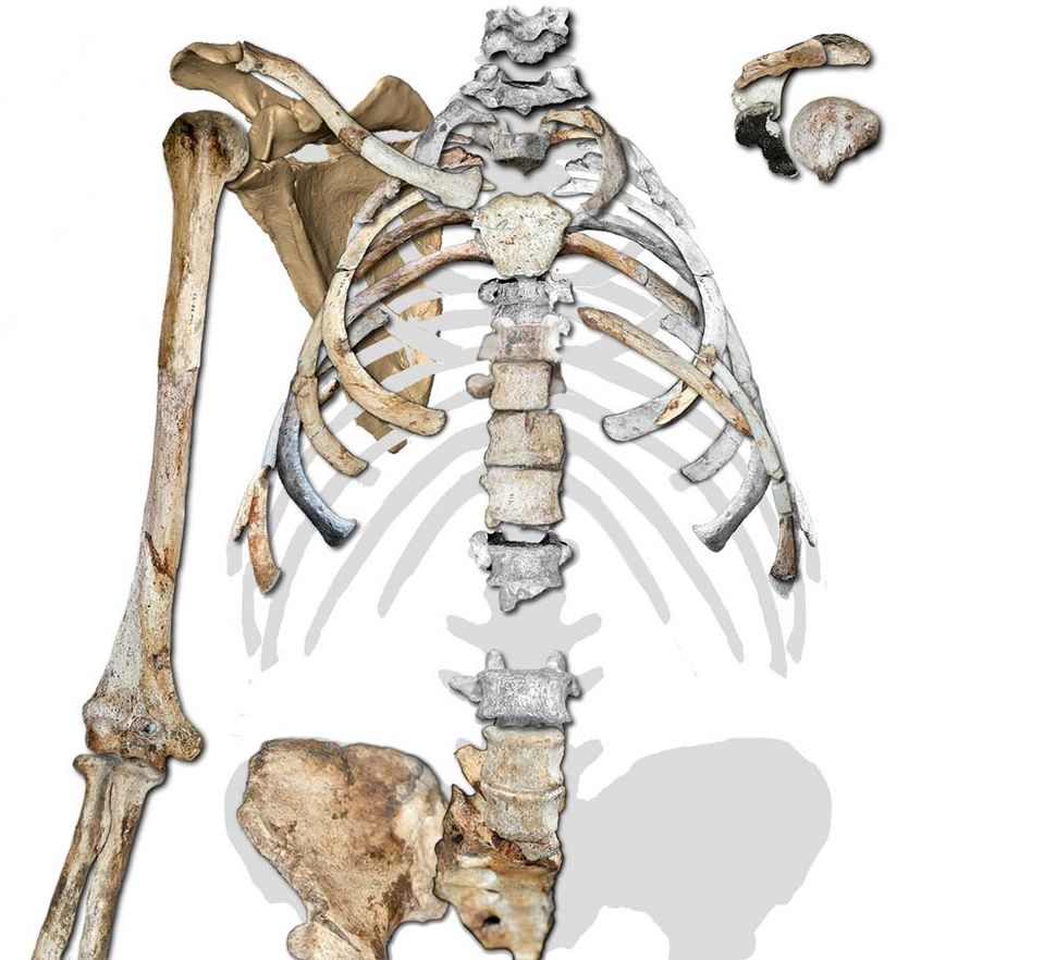11 Surprising Facts About the Skeletal System | Live Science