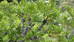 Best fragrant evergreens: expert-approved scented planted | Homes and ...