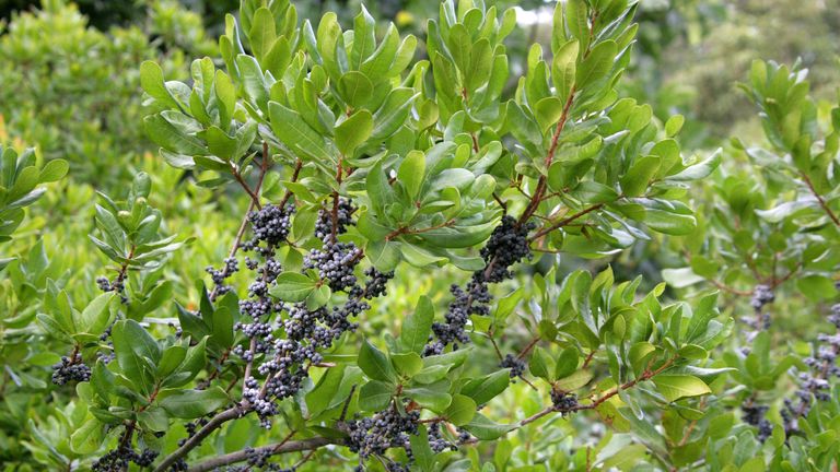 Best fragrant shrubs: 5 scented plants chosen by experts | Homes and ...