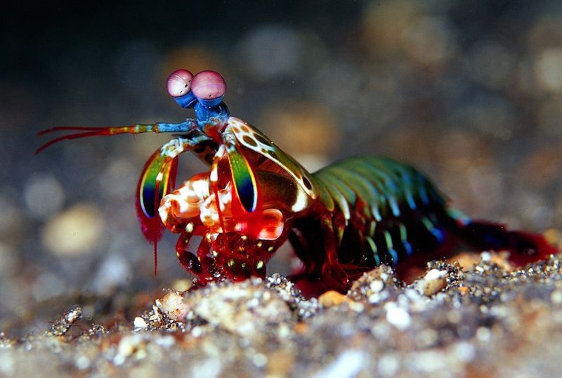 Boxing Mantis Shrimp Prefer Flurry of Hits Over Knockout Punches | Live ...