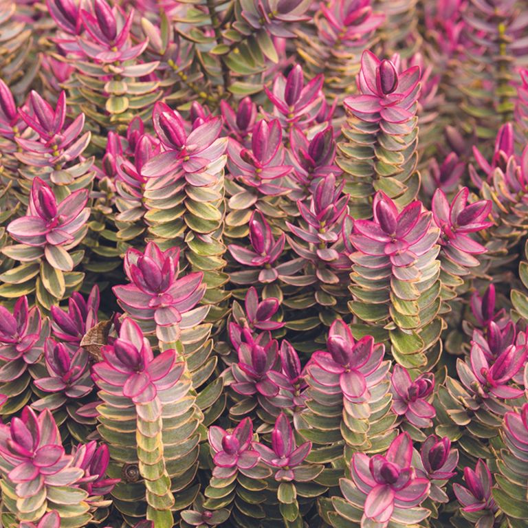 The 5 best low-growing evergreen shrubs for your garden | Ideal Home