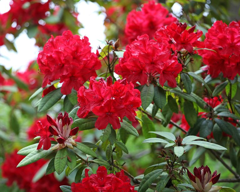 7 Plants You Should Never Prune In Fall: Leave Until Spring | Gardening ...