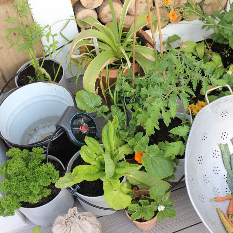 What is drip watering? The easy way to save water and stop weeds ...