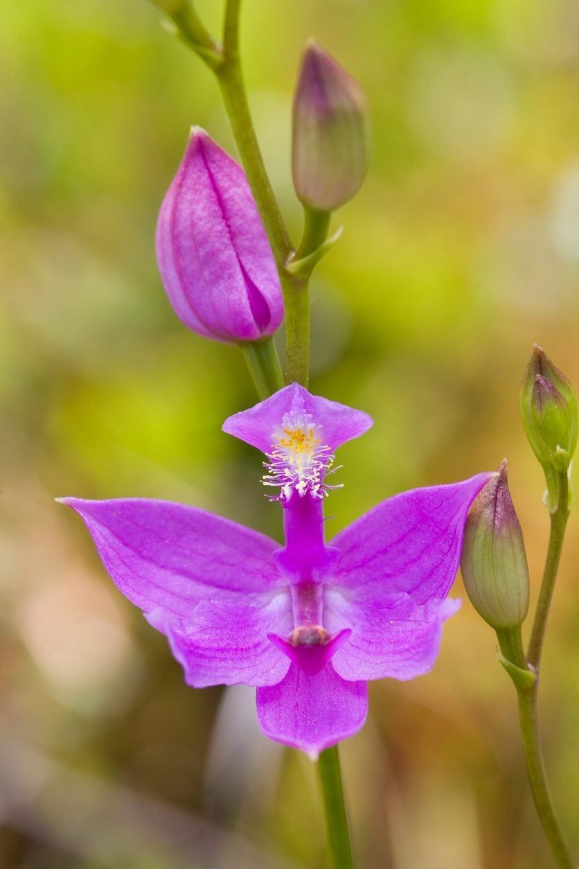 What Are Calopogon Orchids: Information On Growing Native Calopogon ...