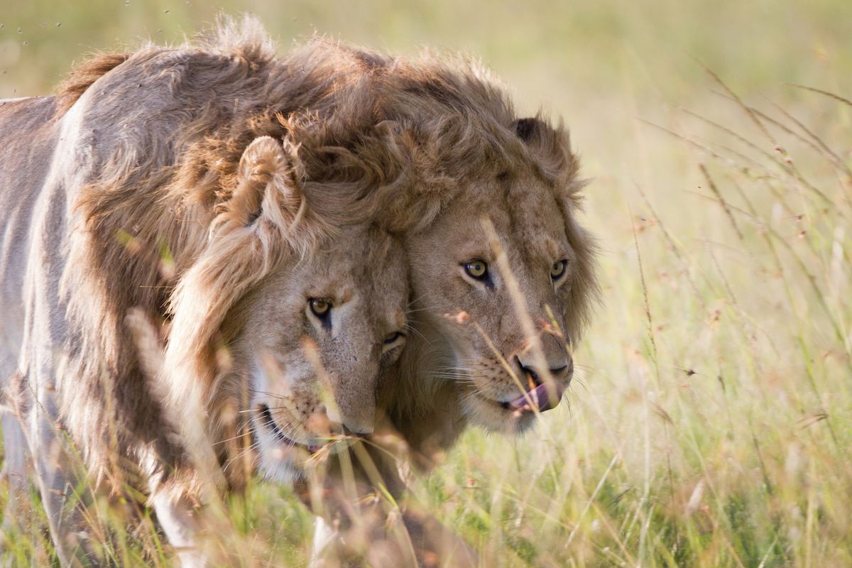 In Photos: The Lions of Kenya's Masai Mara | Live Science